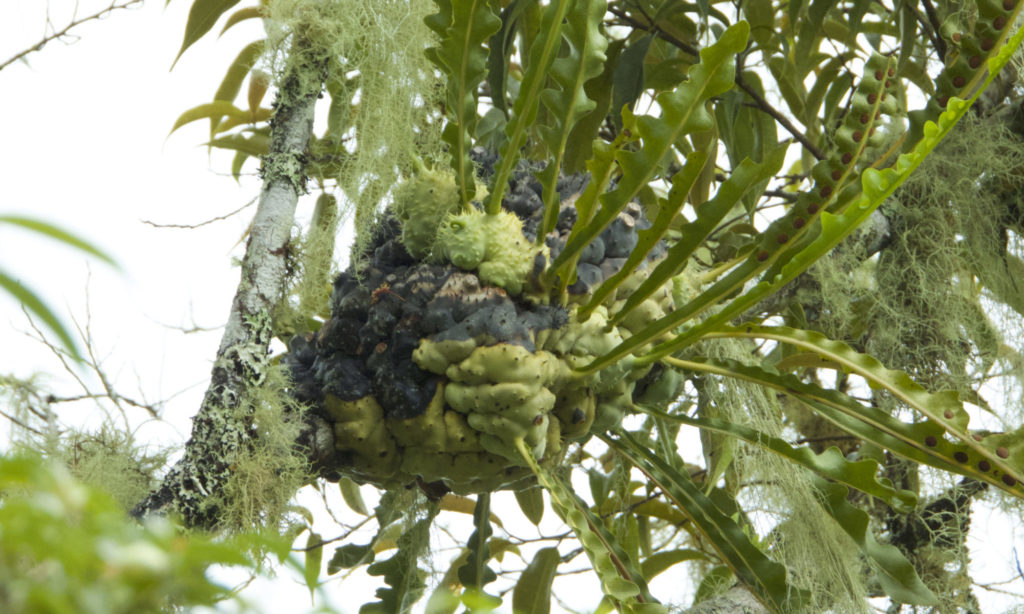 Lecanopteris crustacea – STRINGEPLANTS