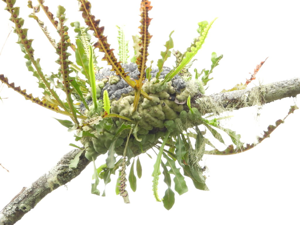 Lecanopteris – STRINGEPLANTS