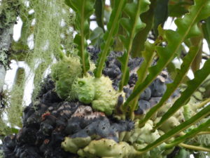 Lecanopteris spinosa – STRINGEPLANTS